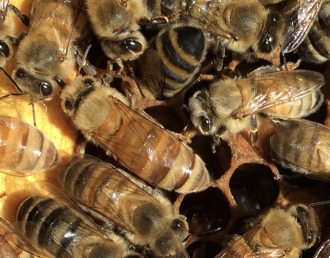 fullsizeoutput_9f2 – Tenacious Bee